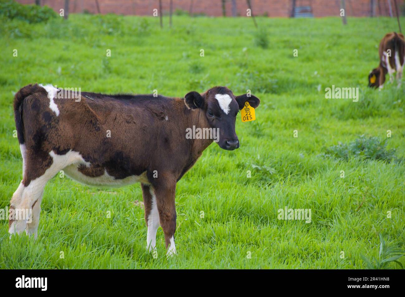 Farm animal agriculture in countryside midlands south africa Stock ...