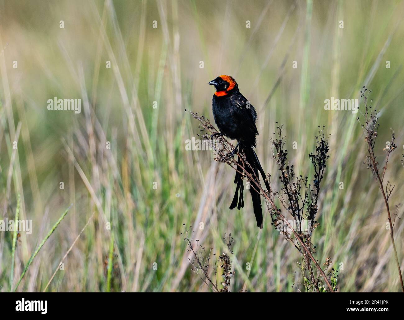 Red cowled hi-res stock photography and images - Alamy