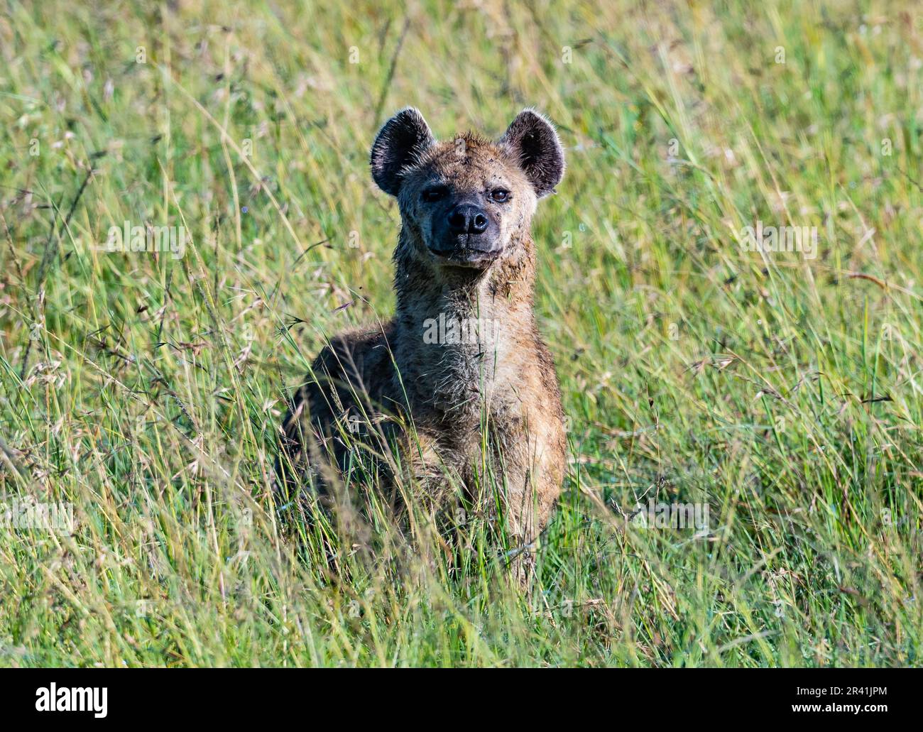 A Spotted Hyena Crocuta Crocuta Or Laughing Hyena Standing In Tall Grass Kenya Africa