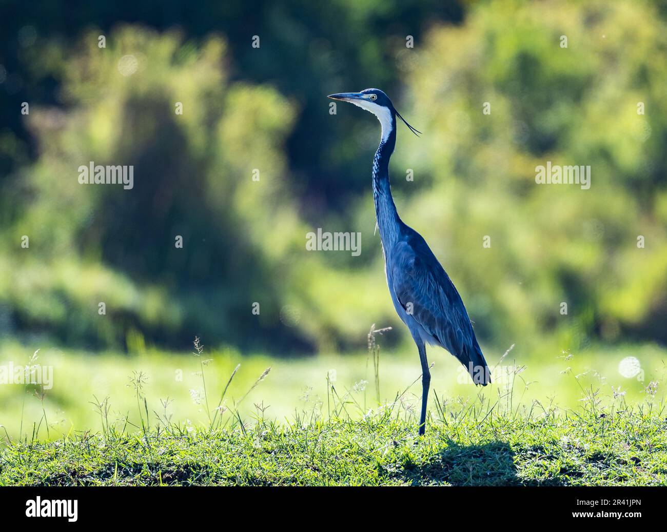 A Black-headed Heron (Ardea melanocephala) standing on green grass ...