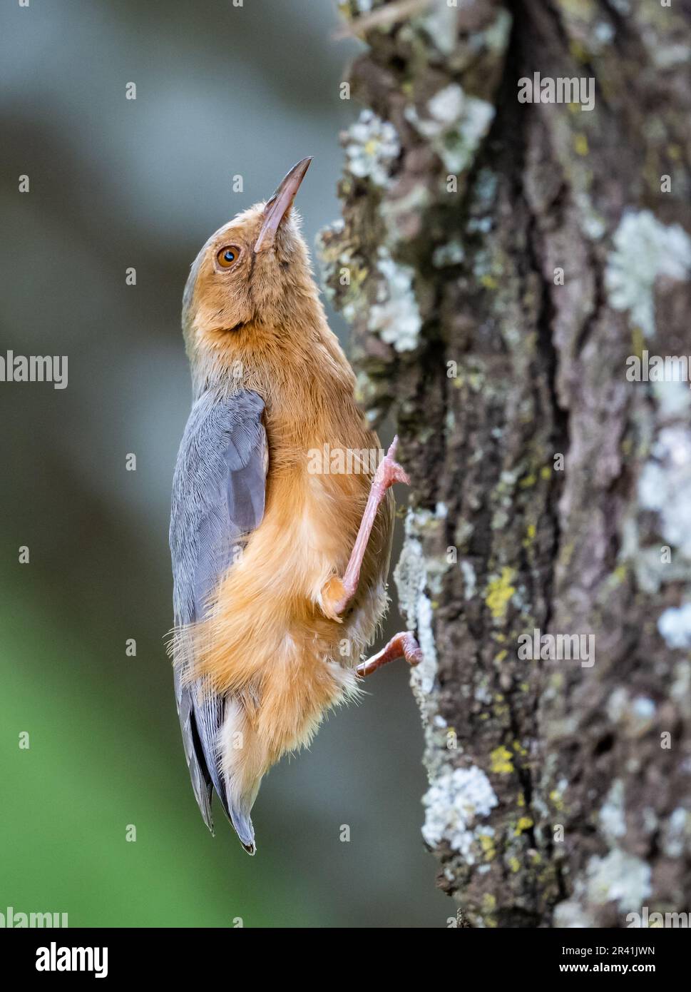 Sylvietta whytii hi-res stock photography and images - Alamy
