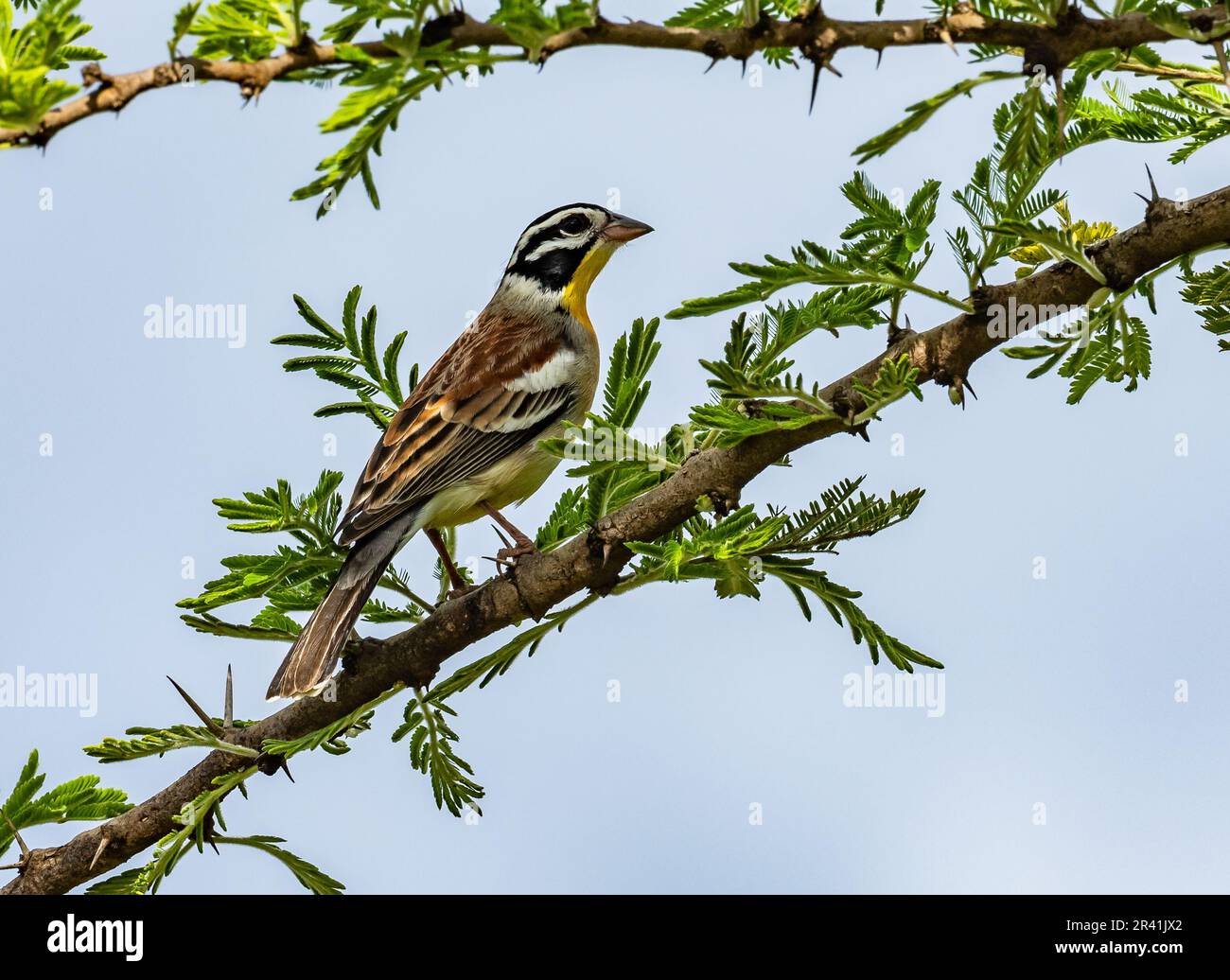 Golden breasted bunting hi-res stock photography and images - Alamy