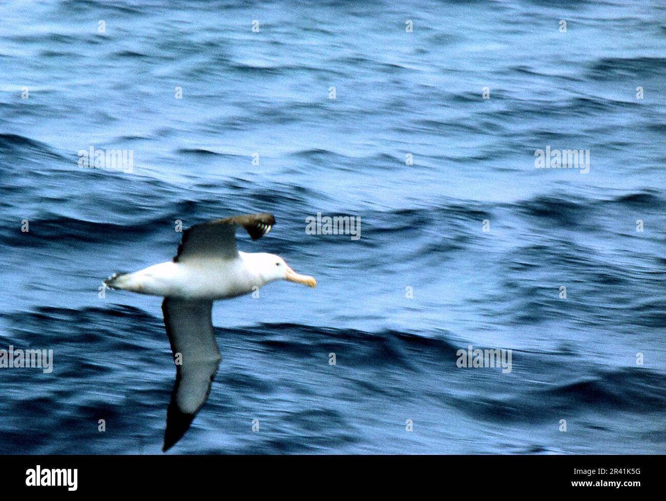 Hms albatross hi-res stock photography and images - Alamy