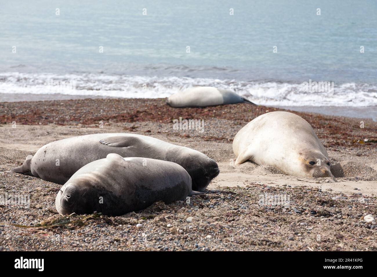 Elephant seals on beach, Patagonia, Argentina. Isla Escondida beach ...
