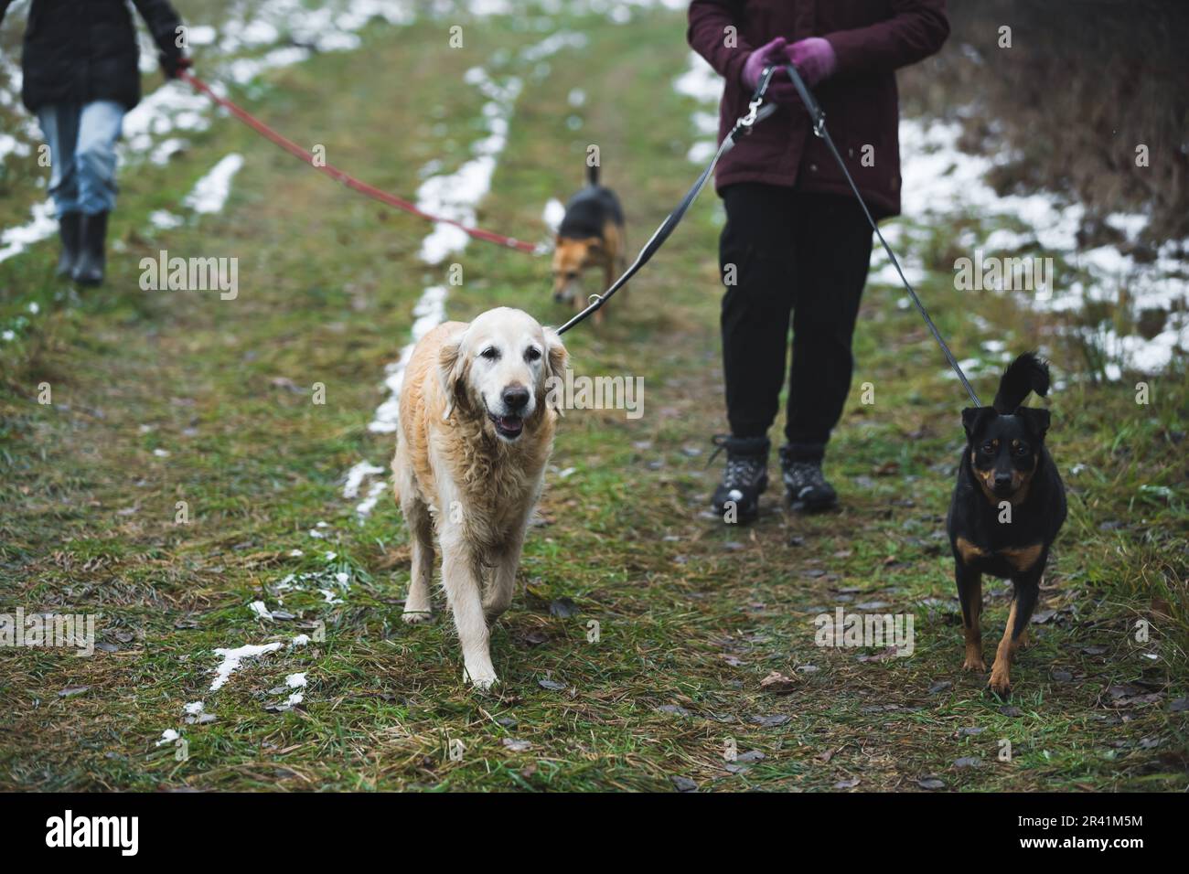 Human breeds hi-res stock photography and images - Alamy