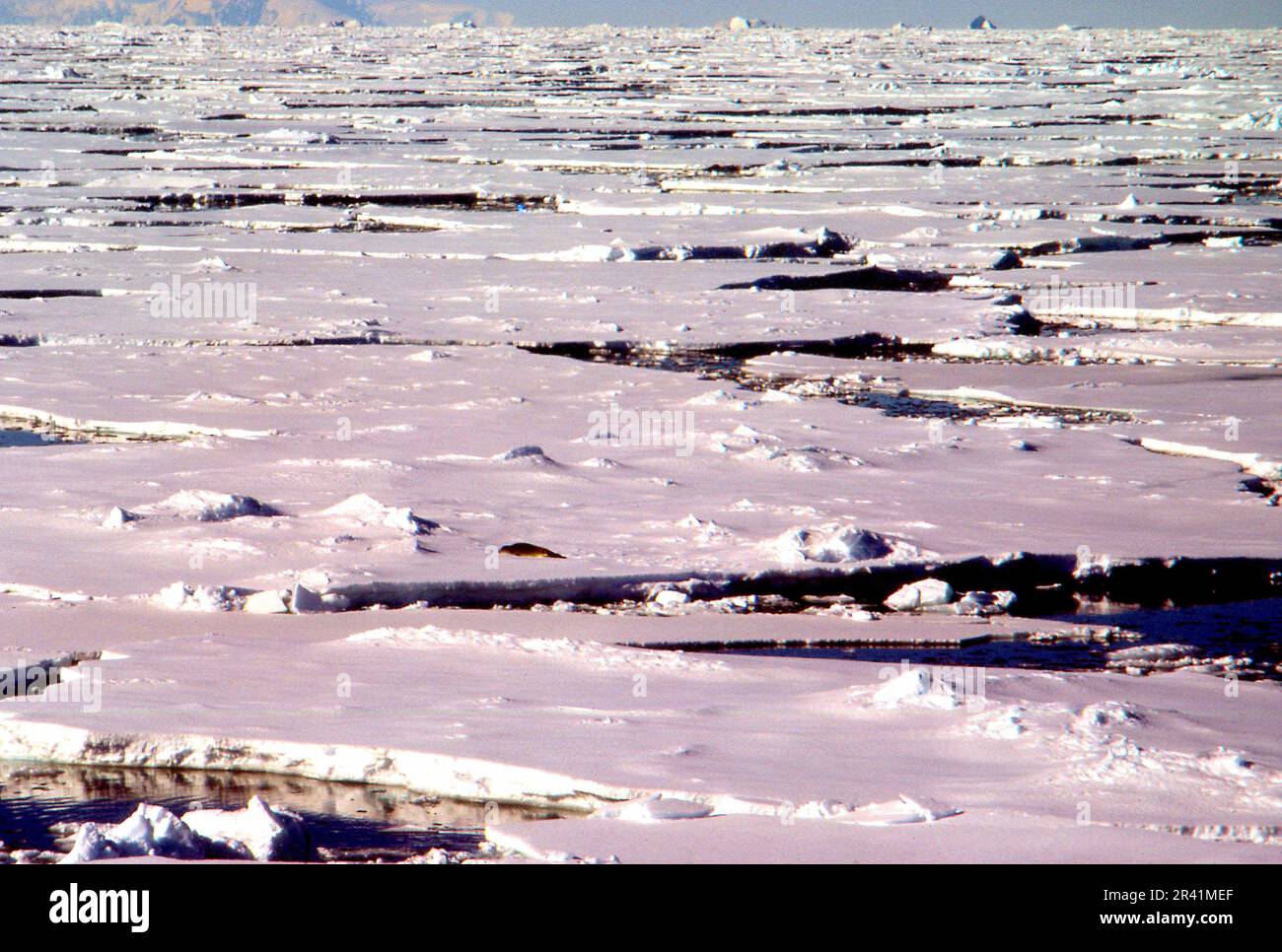 Grahamland Antarctica 1972 lone seal on pack ice as far as the eye can ...
