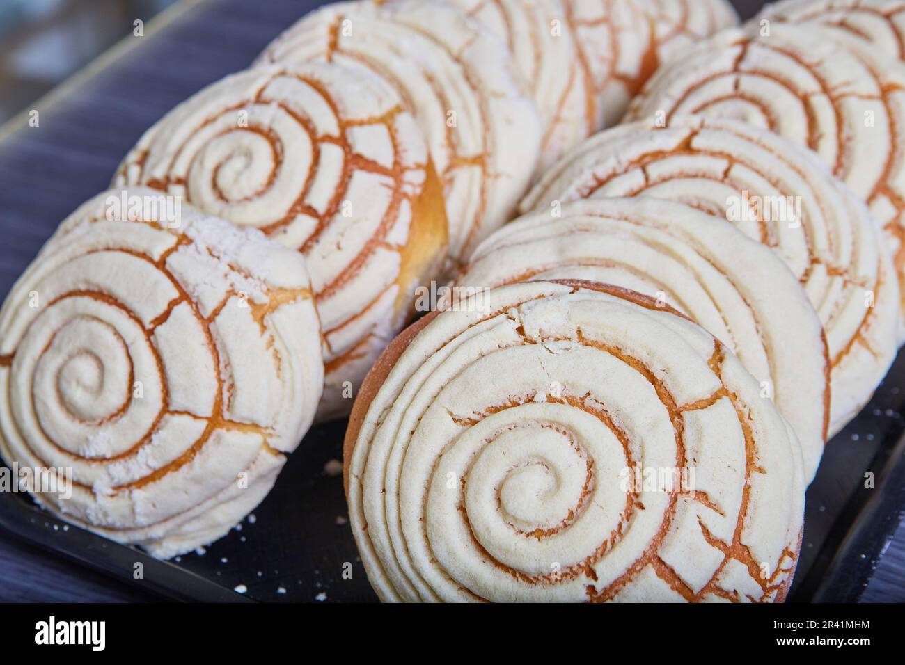 Concha nautilus hi-res stock photography and images - Alamy