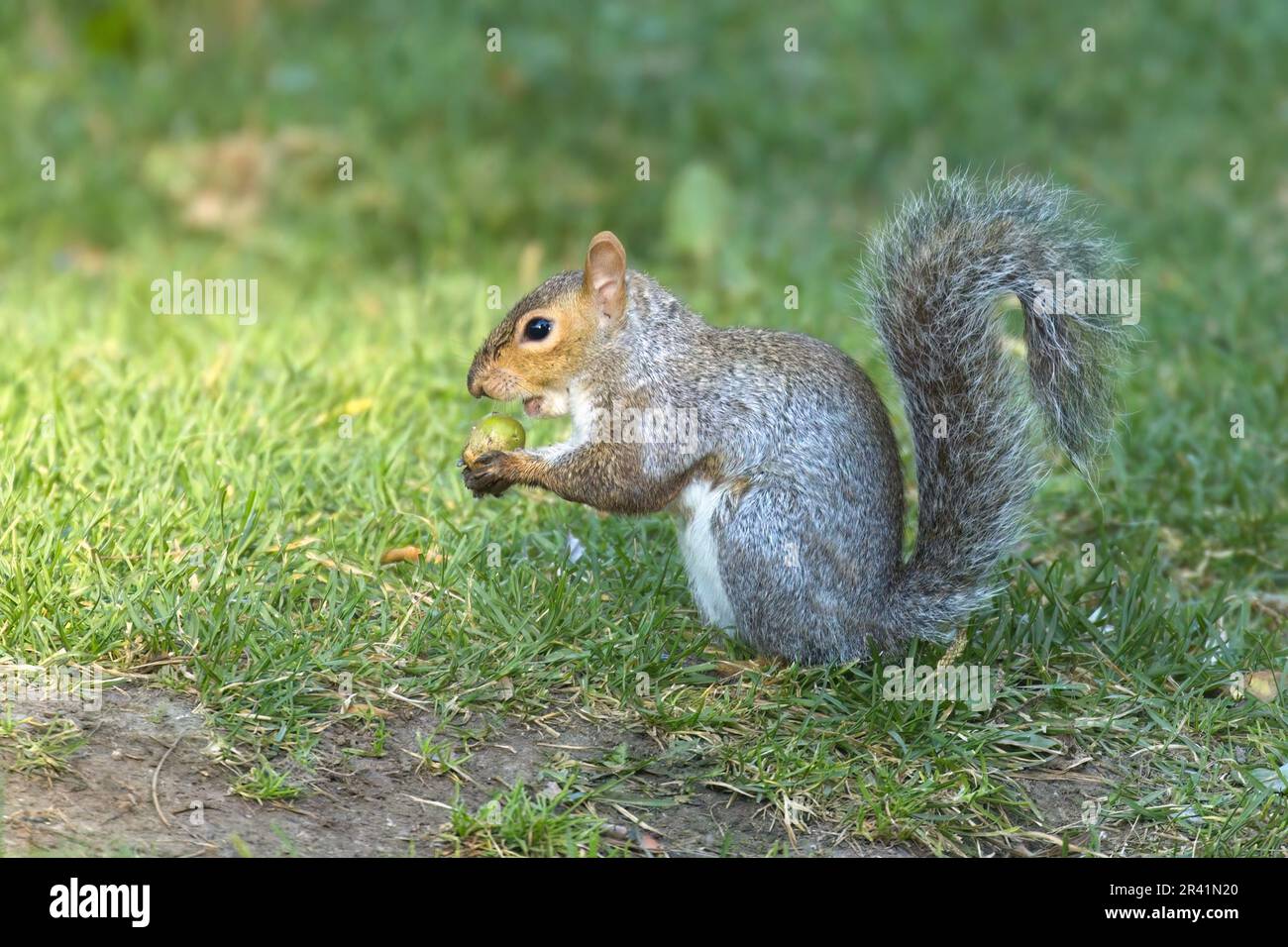 Ready to bite into hi-res stock photography and images - Alamy