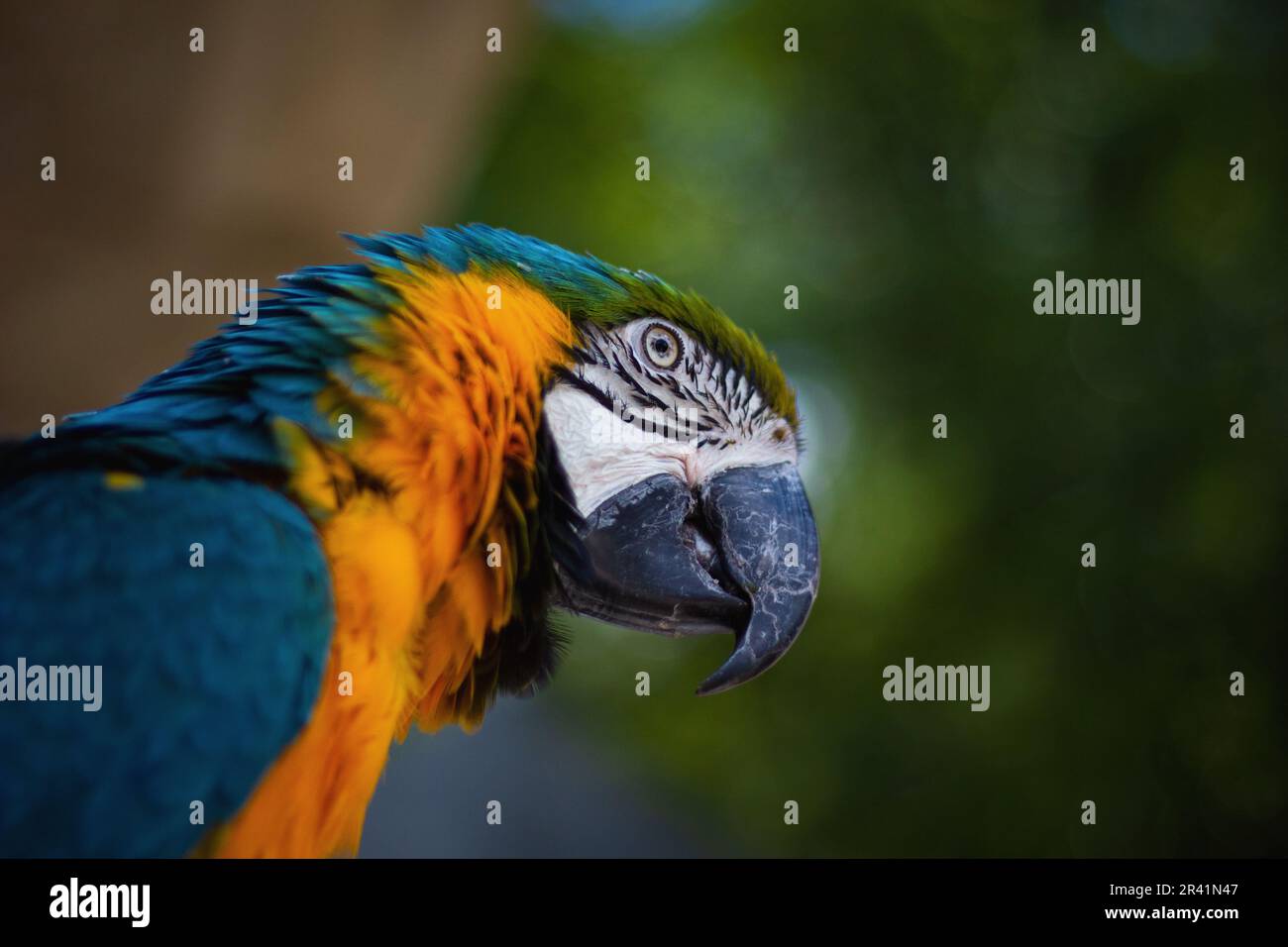 macaw parrot blue portrait in green exotic environment Stock Photo - Alamy