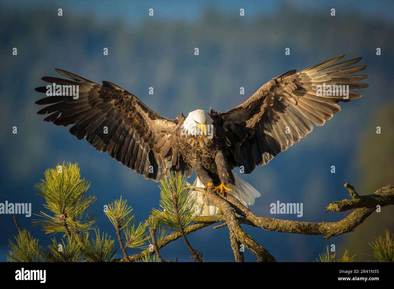 Landing eagles hi-res stock photography and images - Alamy