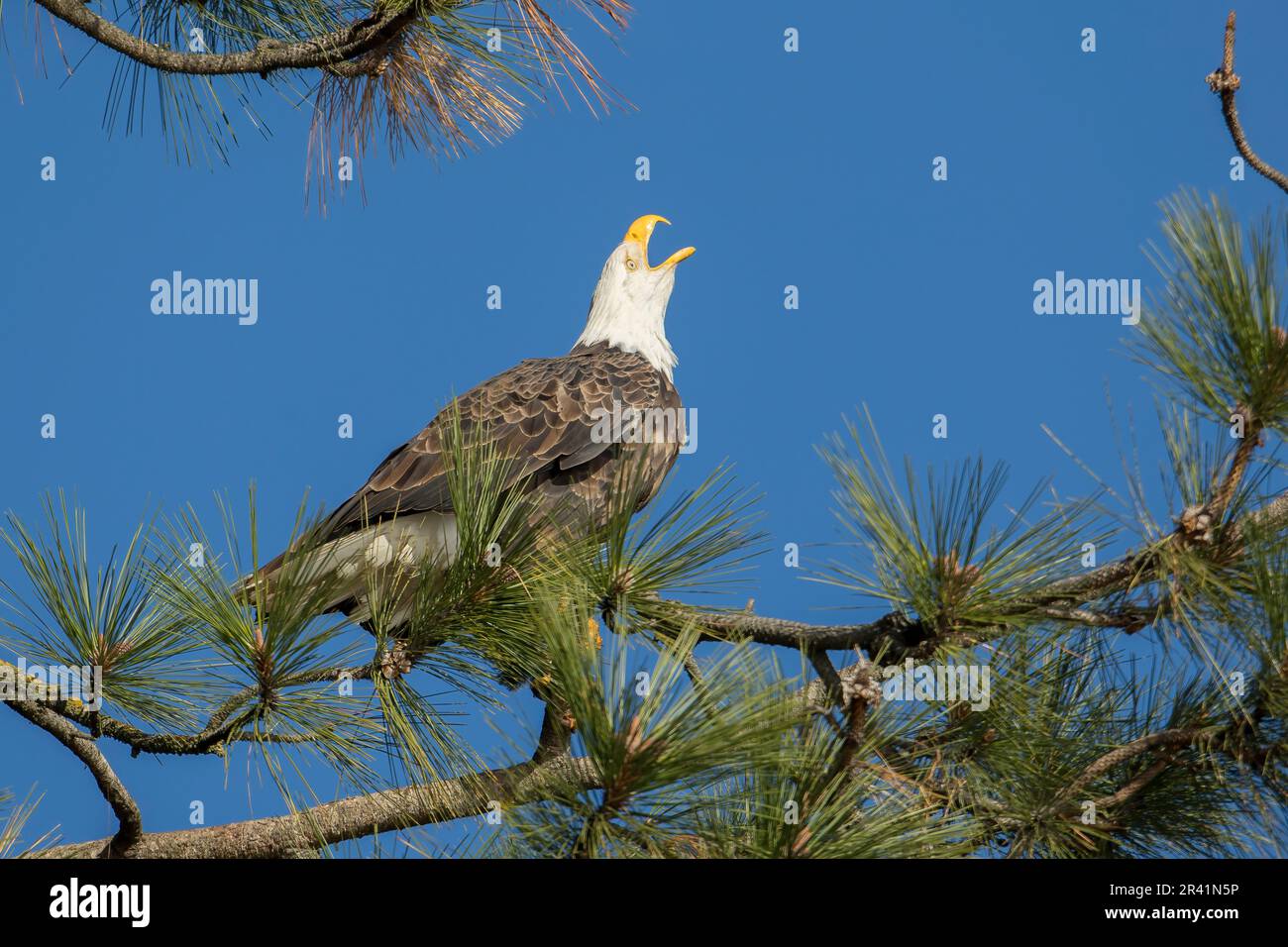 Majestic bald eagle perching hi-res stock photography and images - Alamy