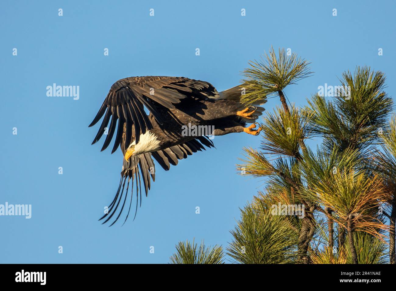 Flying off tree hi-res stock photography and images - Alamy