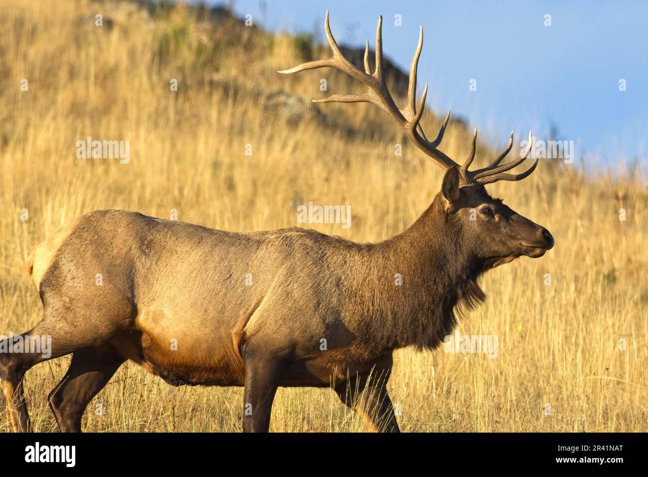 American elk close up hi-res stock photography and images - Alamy