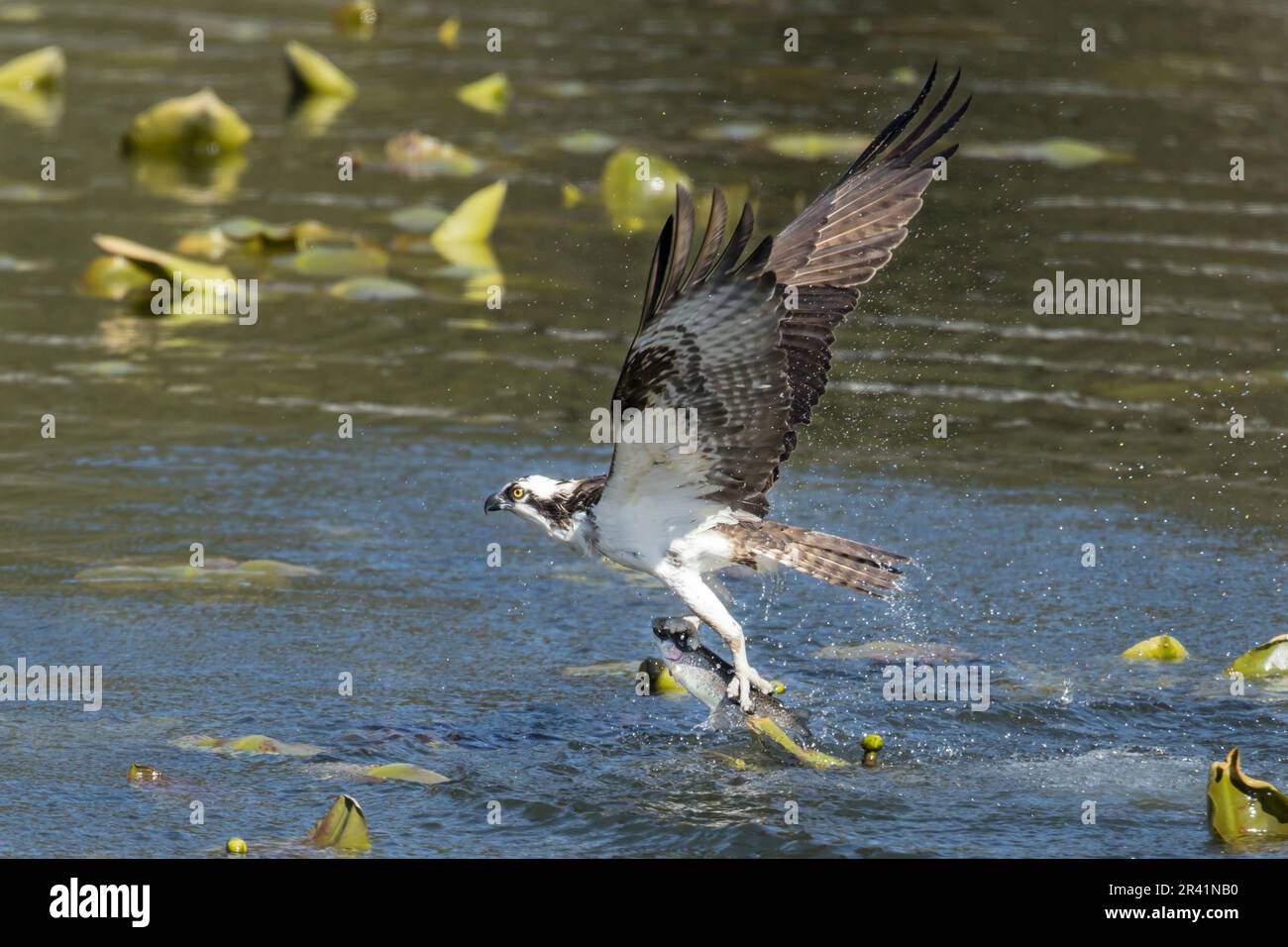 Osprey catching a fish hi-res stock photography and images - Alamy
