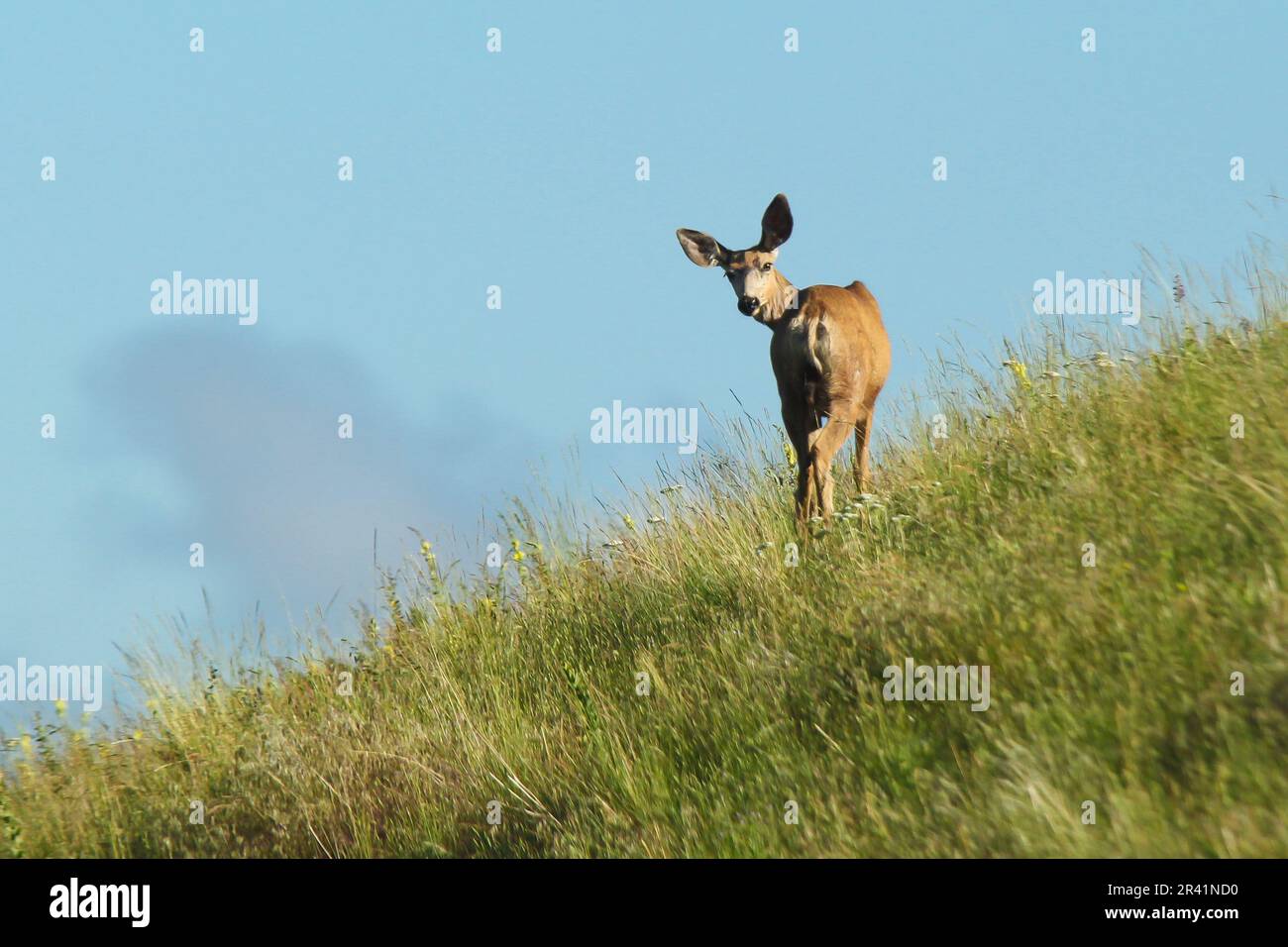 Whitetail ears back hi-res stock photography and images - Alamy