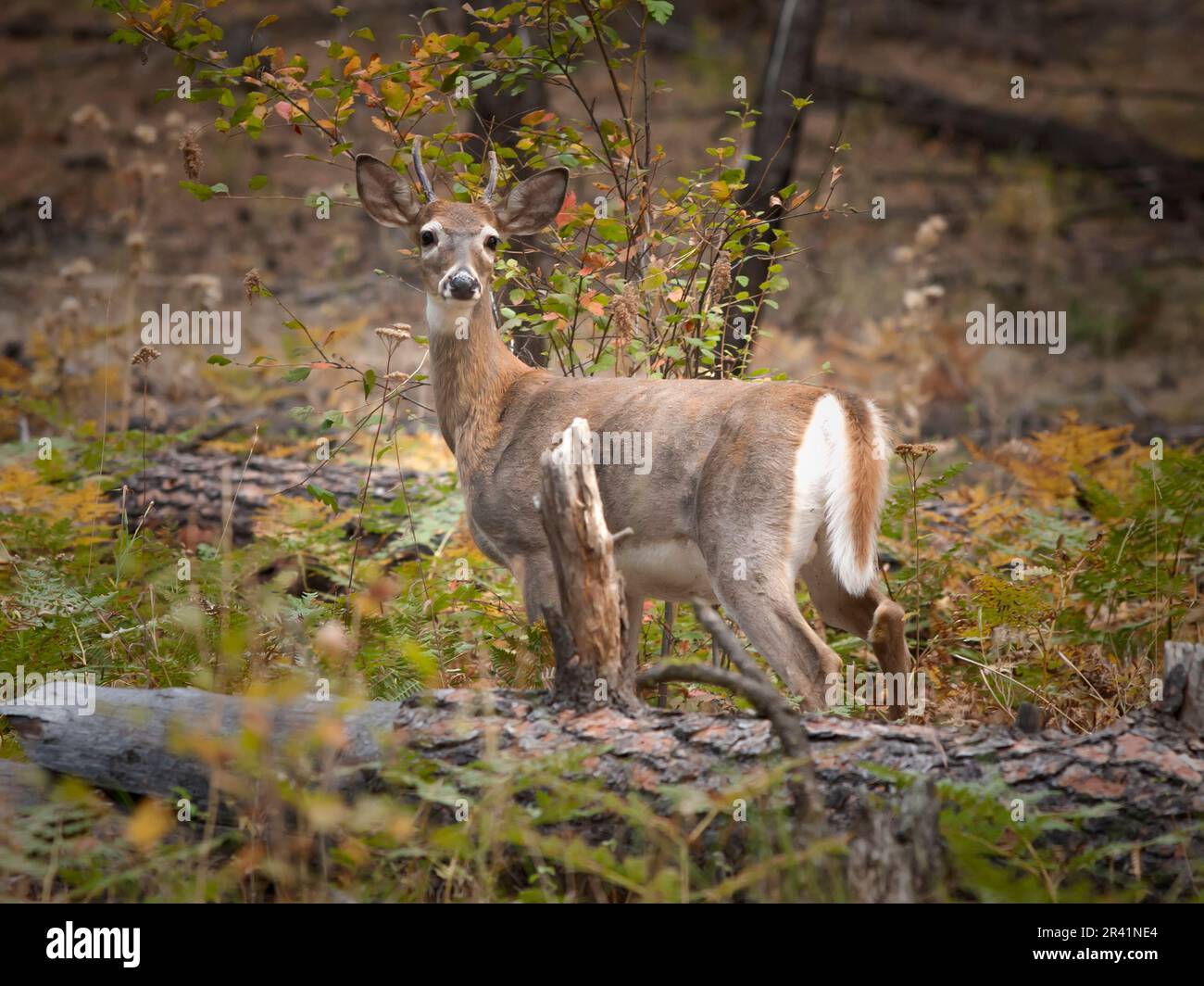 Behind log hi-res stock photography and images - Alamy