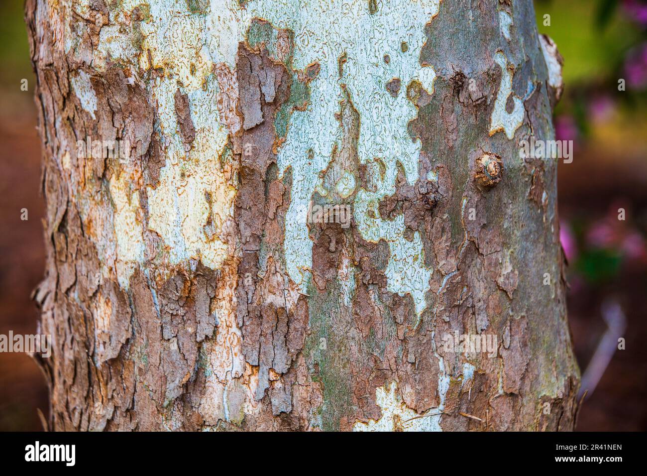 Bark of Eastern Sycamore tree, Platanus occidentalis, at Mercer ...
