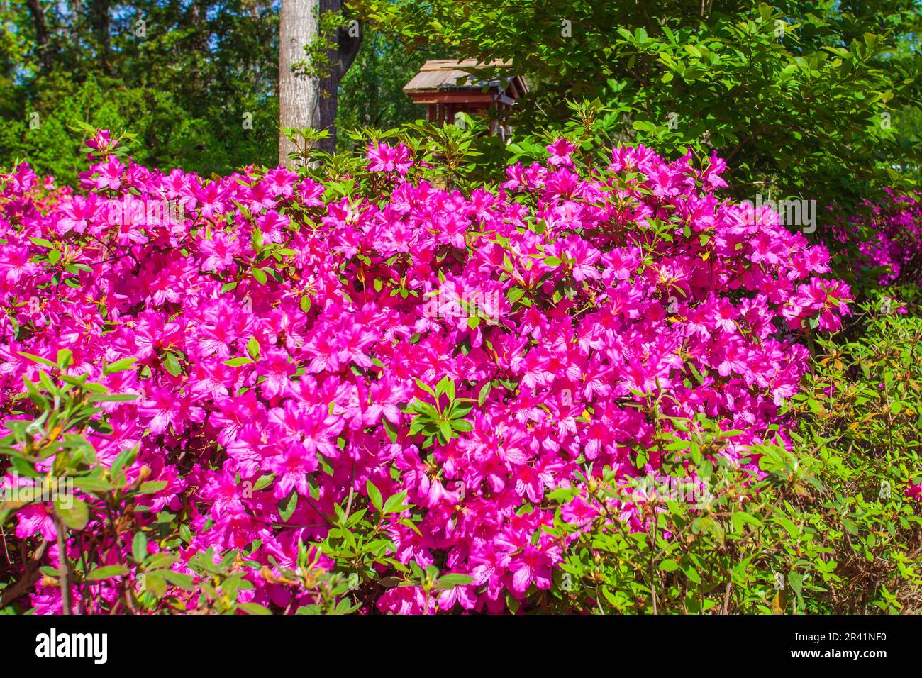Azaleas, Rhodendron x ENCORE 'AUTUMN ROYALTY', at Mercer Arboretum and ...