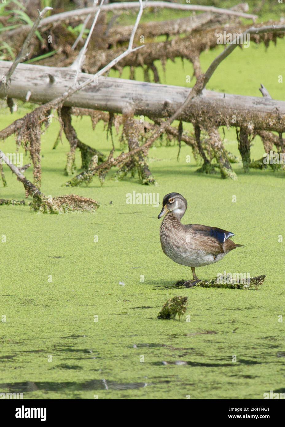 Duck in the wetlands hi-res stock photography and images - Alamy