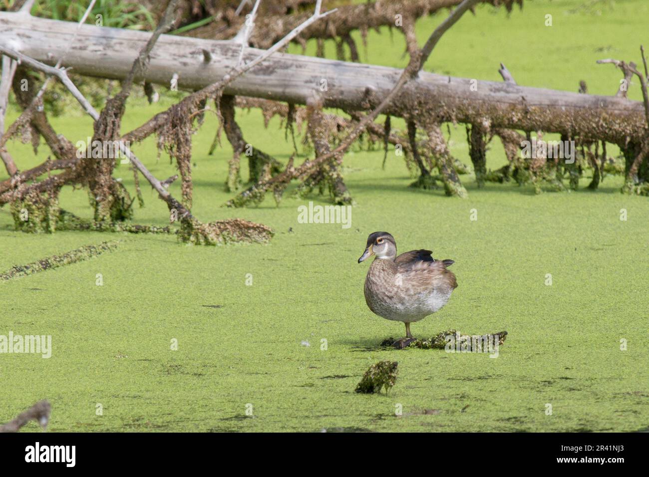 Swamp duck hi-res stock photography and images - Alamy
