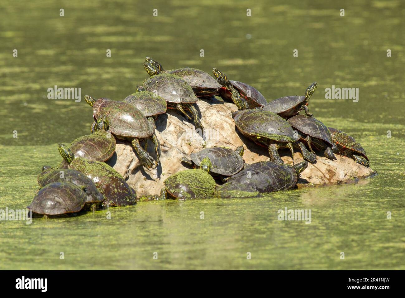 Marsh turtles hi-res stock photography and images - Alamy
