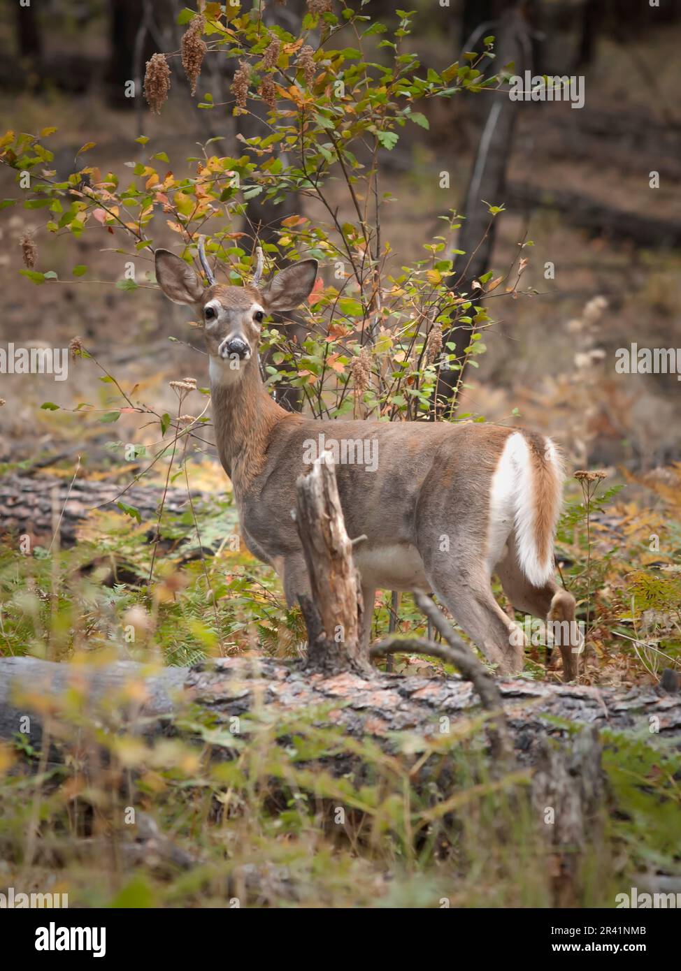 Log tailed hi-res stock photography and images - Alamy