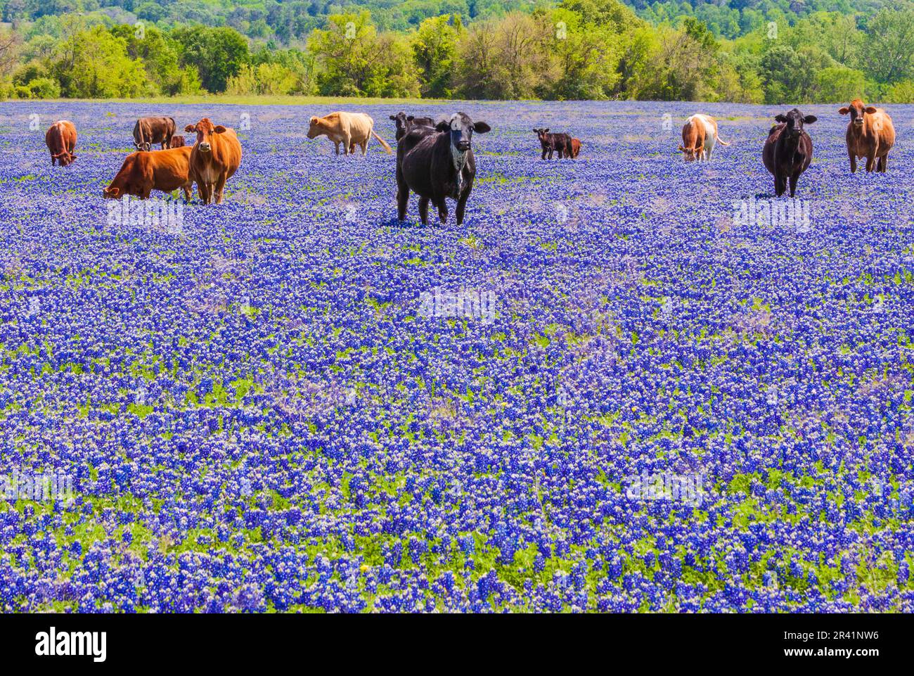 Cows in field of Texas Bluebonnets, Lupinus texensis, on a ranch near ...