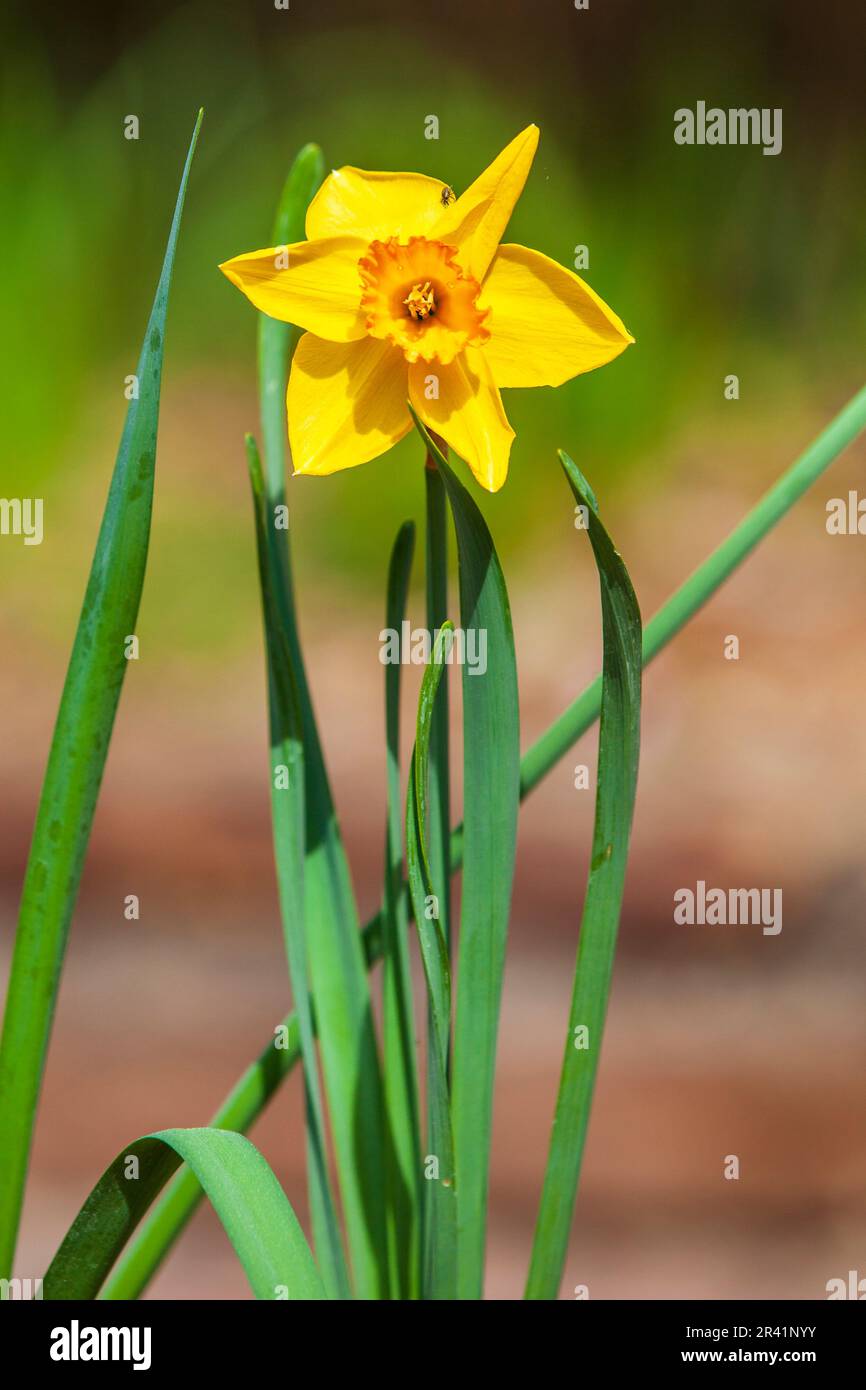 Daffodil, Narcissus x 'MONAL', at Mercer Arboretum and Botanical ...