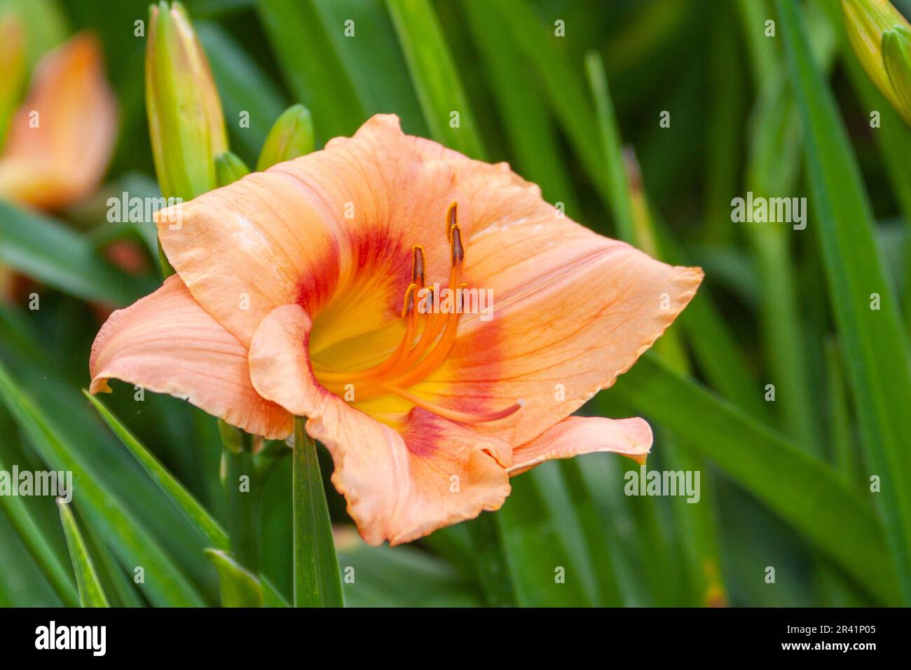 Daylily, Hemerocallis 'HIGHLAND MYSTIC', at Mercer Arboretum and ...