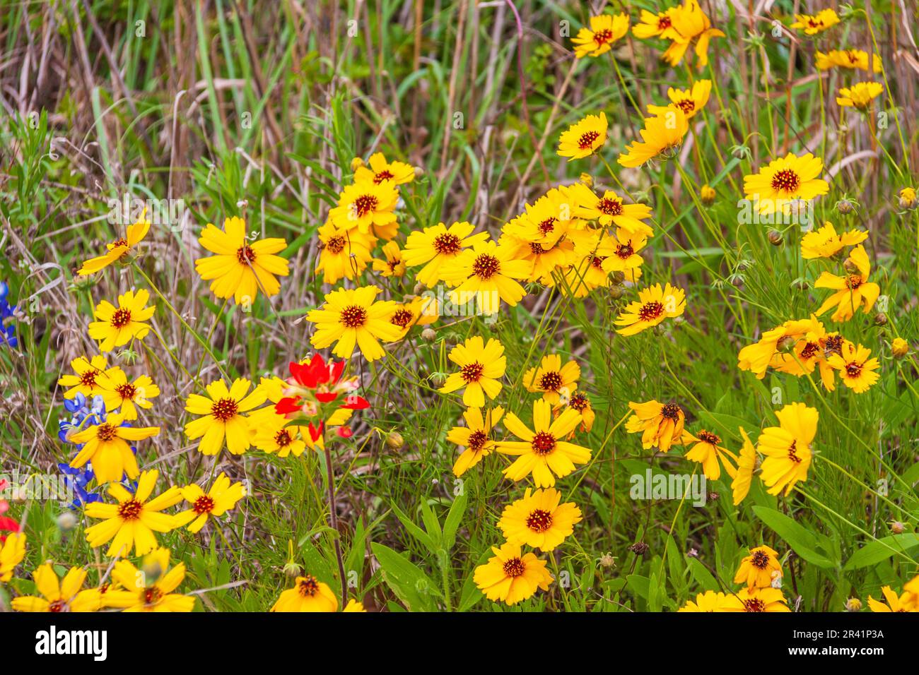 Coreopsis and Indian Paintbrush, Castilleja indivisa, wildflowers at ...