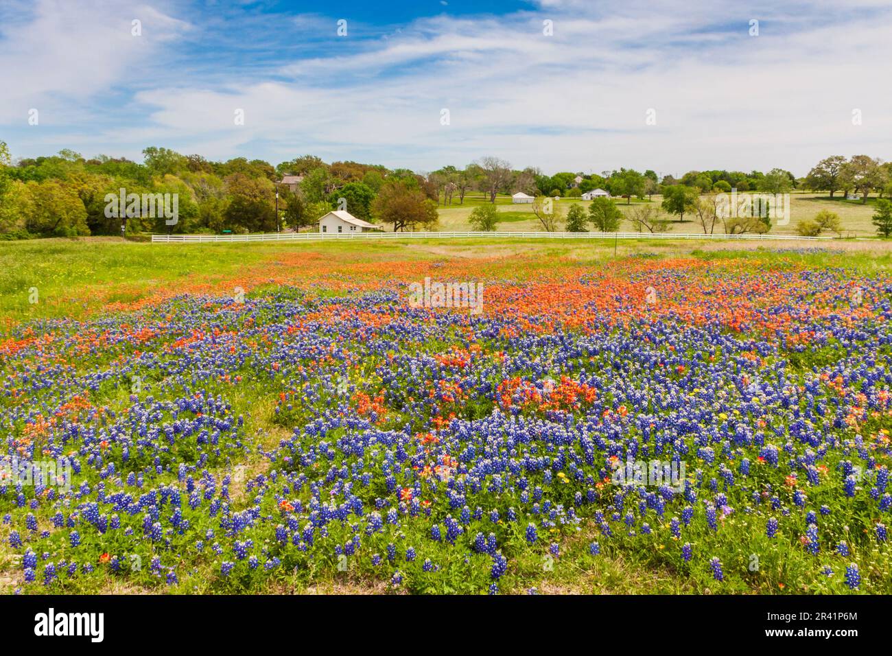 Fields of Texas Bluebonnets (Lupinus texensis), Indian Paintbrush ...
