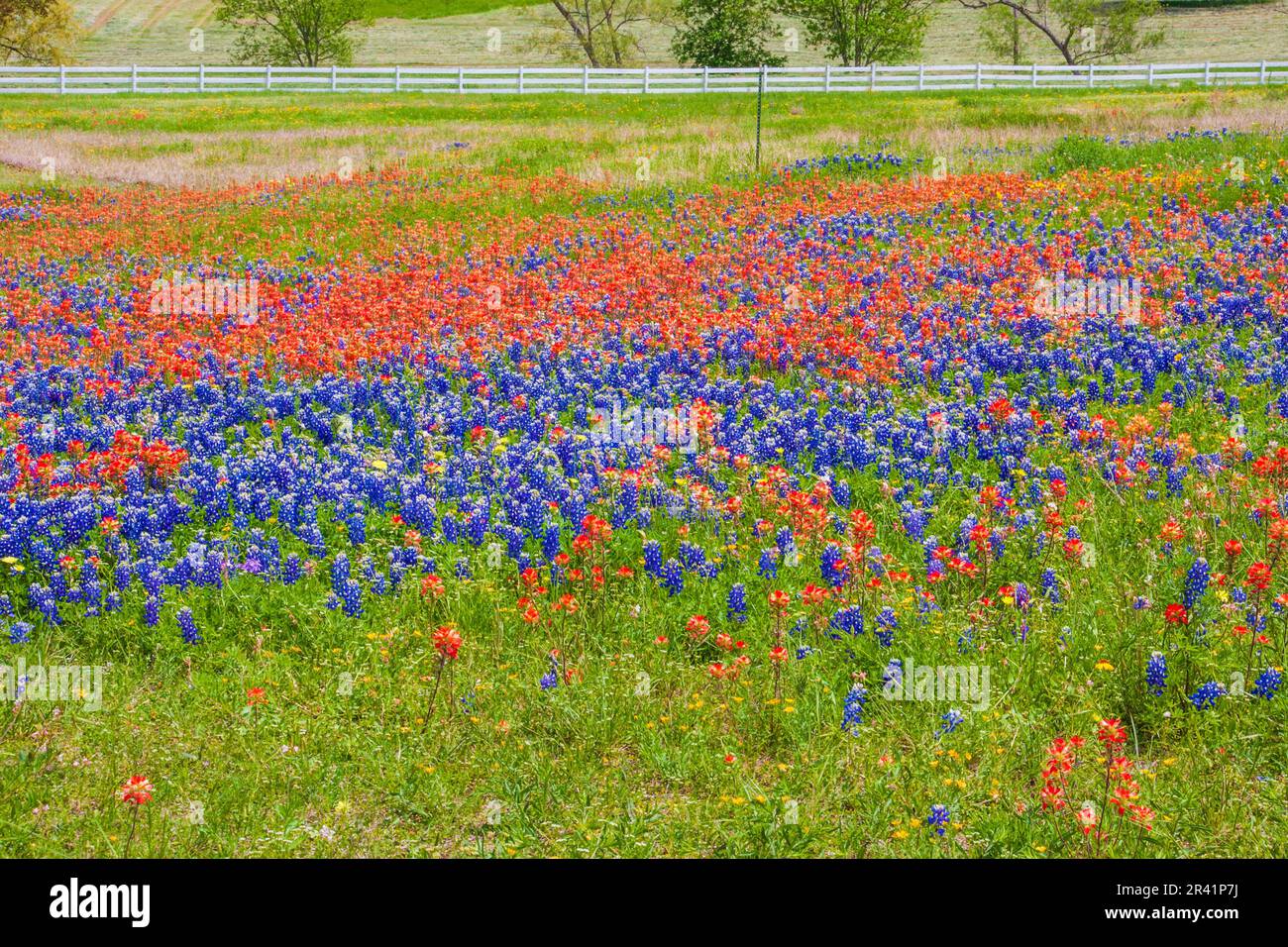 Fields of Texas Bluebonnets (Lupinus texensis), Indian Paintbrush ...