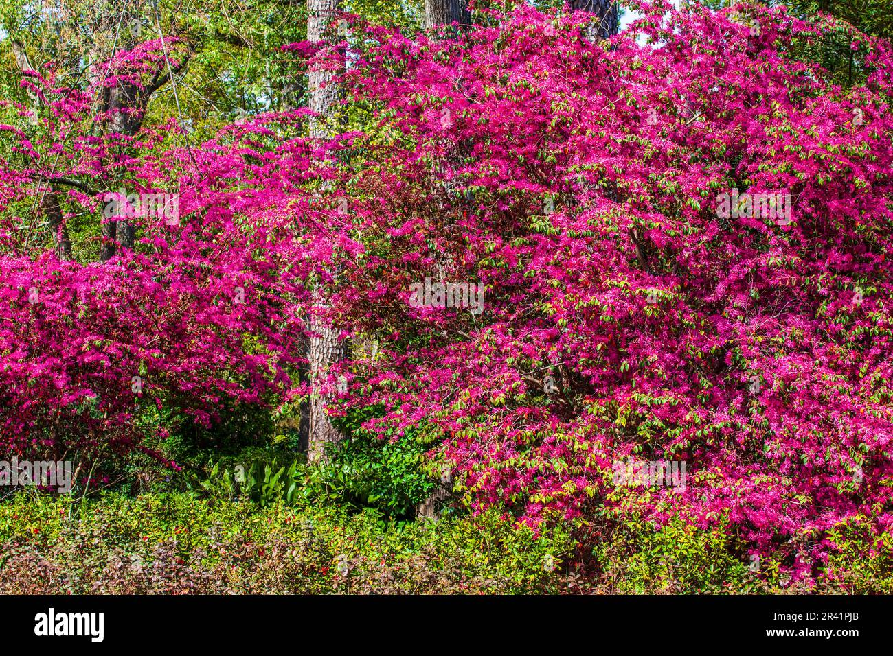 Chinese Witch Hazel or Loropetalum, Loropetalum chinense, at Mercer ...
