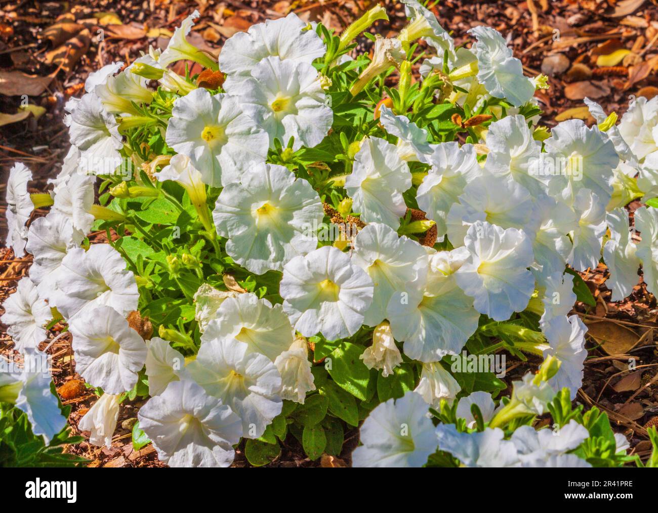 Petunia, Petunia x hybrida 'PICOBELLA WHITE', at Mercer Arboretum and ...