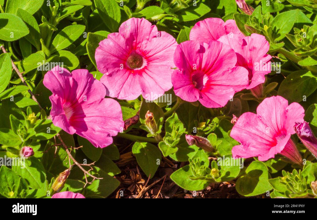 Petunia, Petunia x hybrida 'RAMBLIN PEACH GLO', at Mercer Arboretum and ...