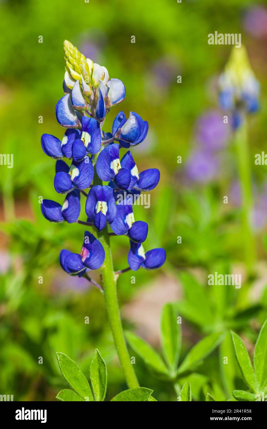 Texas Bluebonnet, Lupinus texensis, at Mercer Arboretum and Botanical ...