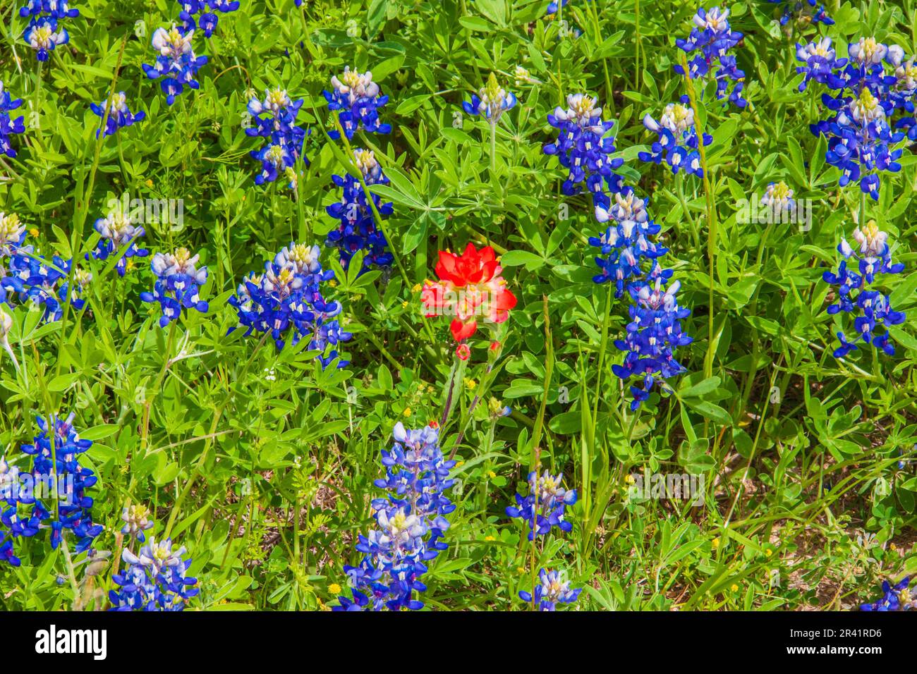 Texas Bluebonnet wildflowers, Lupinus texensis, and Indian Paintbrush ...