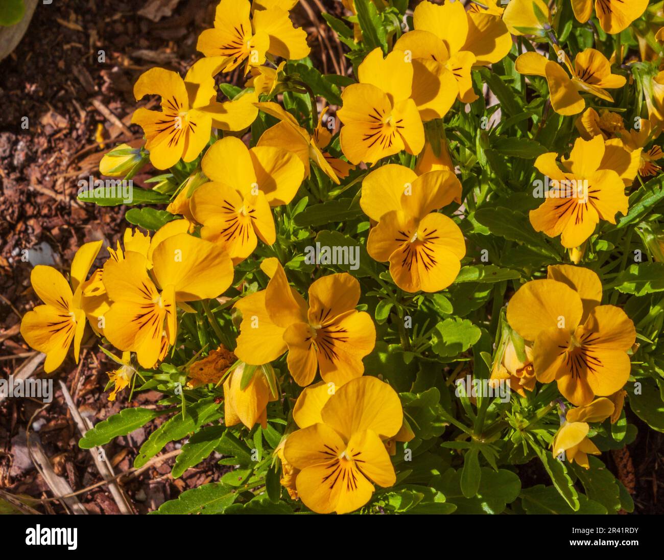 Violet, Viola cornuta 'SORBET YELLOW DELIGHT', at Mercer Arboretum and ...