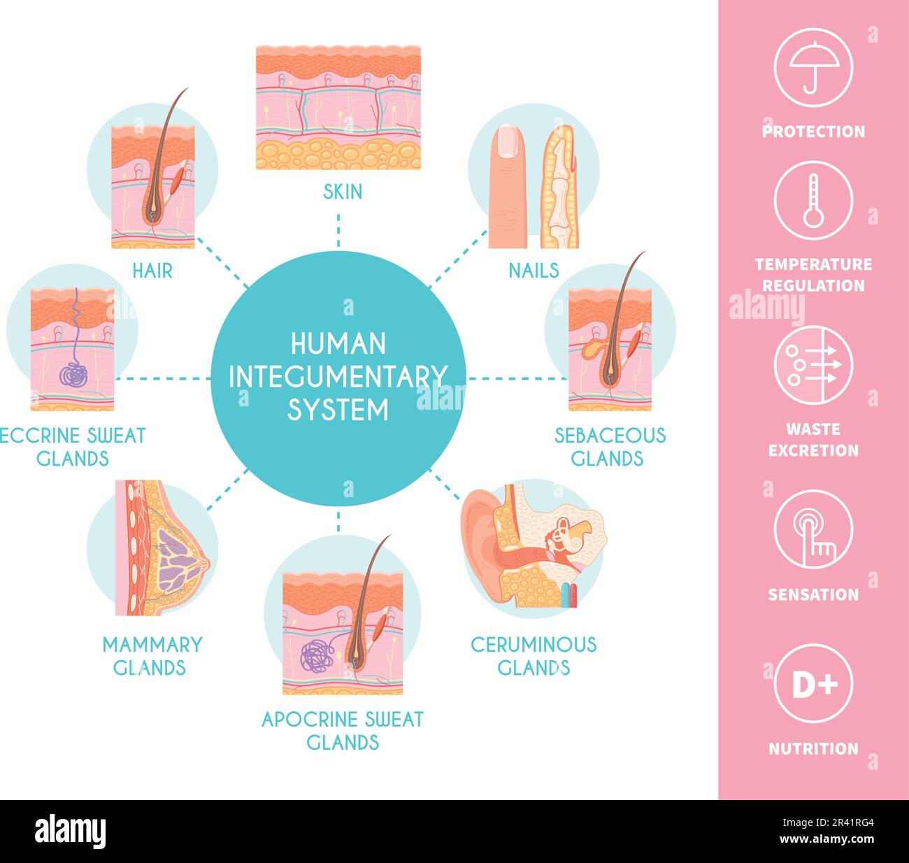 Human integumentary system scheme depicting skin layers nails hair ...