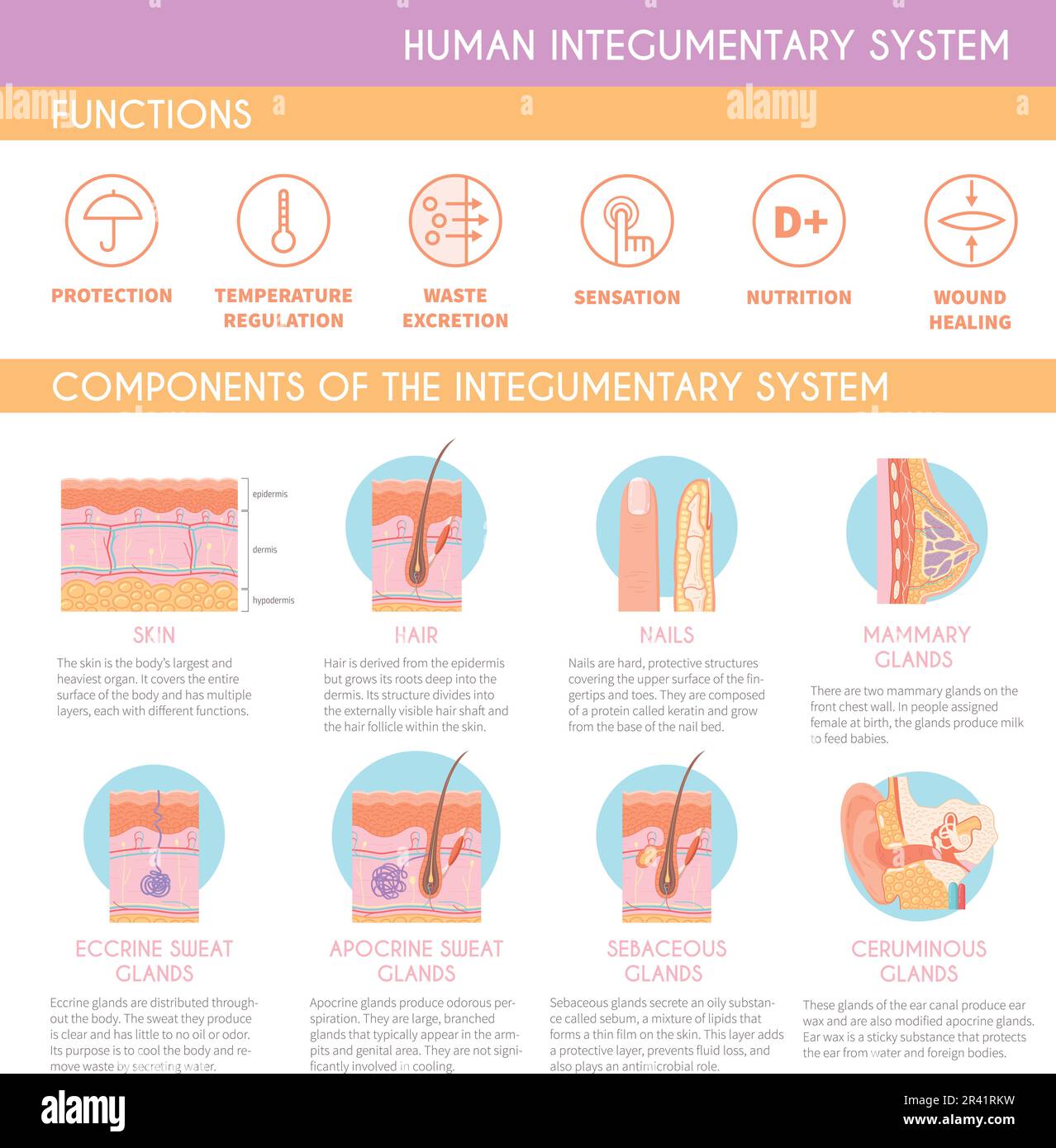 Human Integumentary System Functions And Components Infographics Poster With Cross Sections And