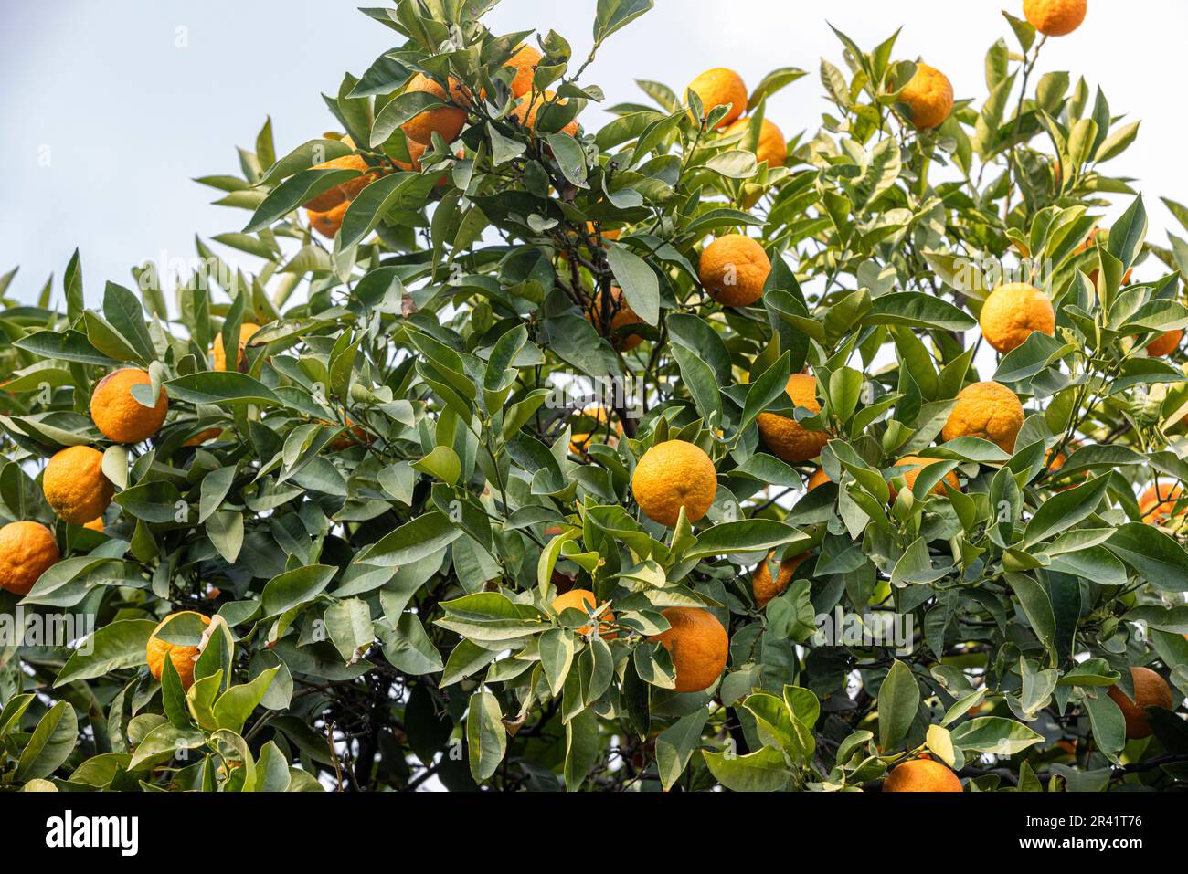 Ripe oranges hanging between the leaves on the branches of the trees of ...