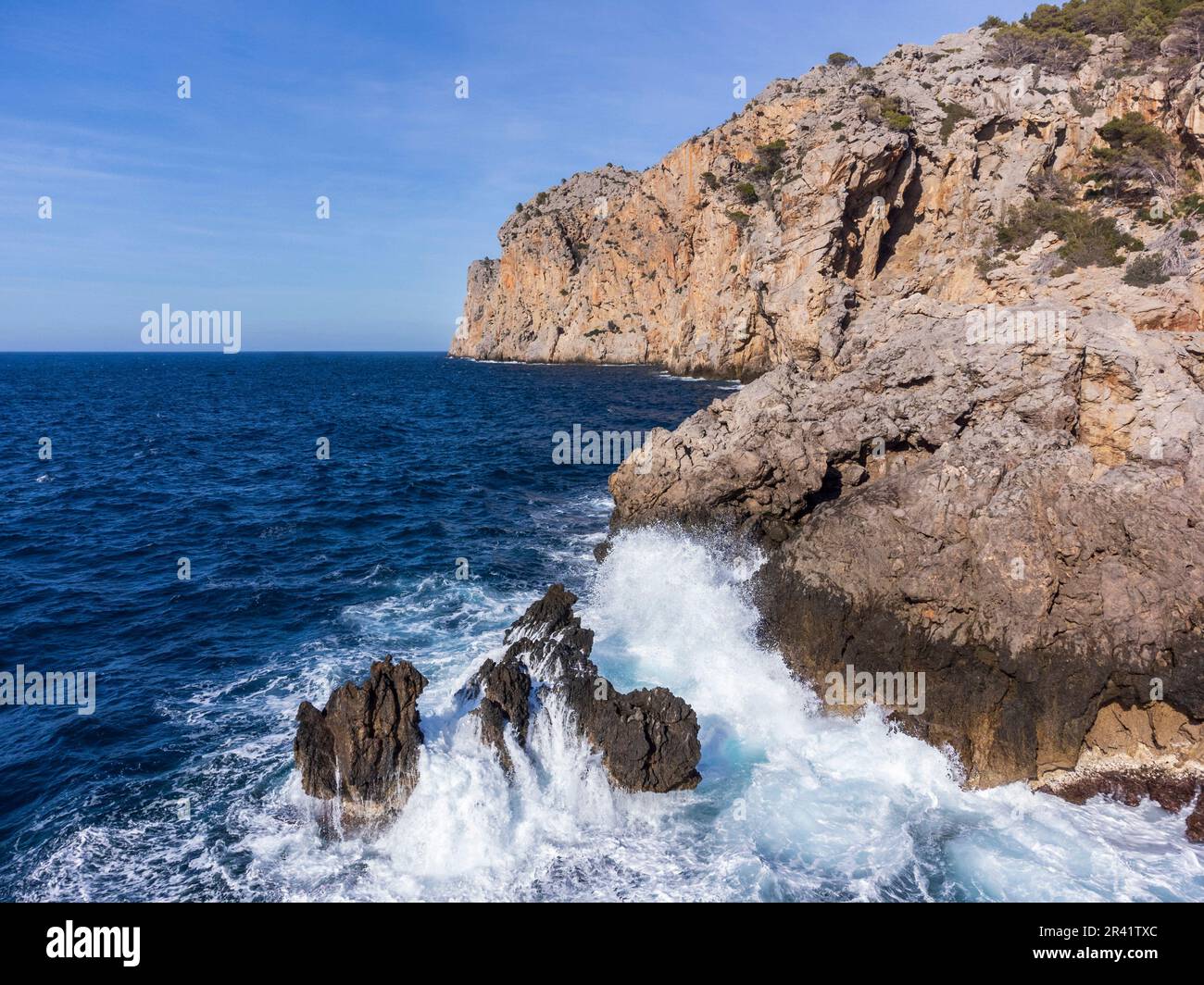 Gall de alcona sser hi-res stock photography and images - Alamy