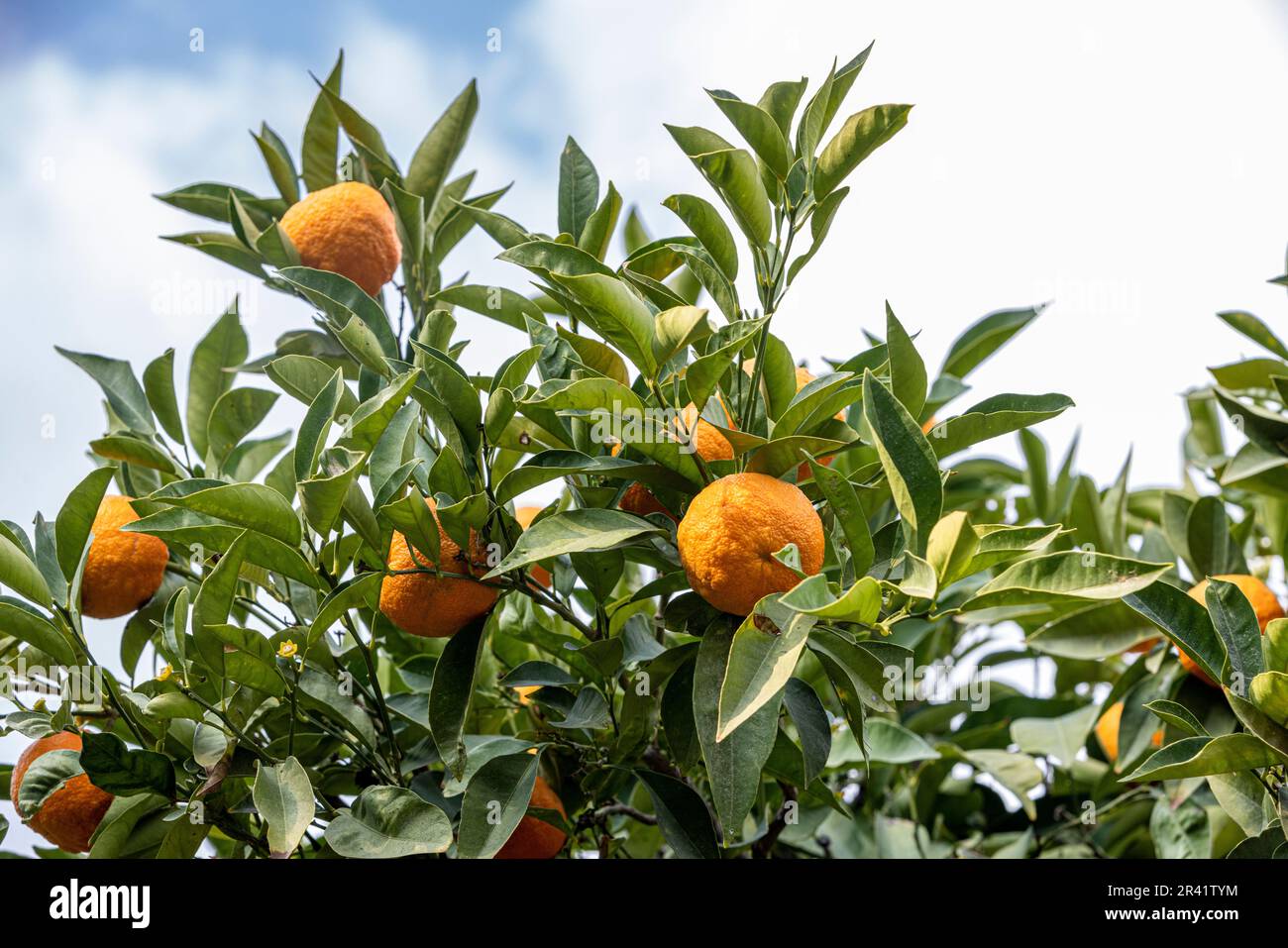 Ripe oranges hanging between the leaves on the branches of the trees of ...