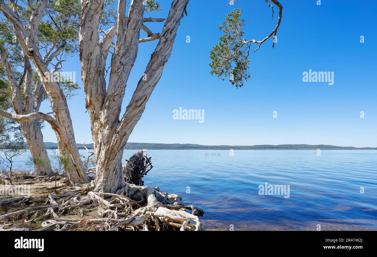 Melaleuca tea trees at the headwaters to the everglades, Mill Point ...