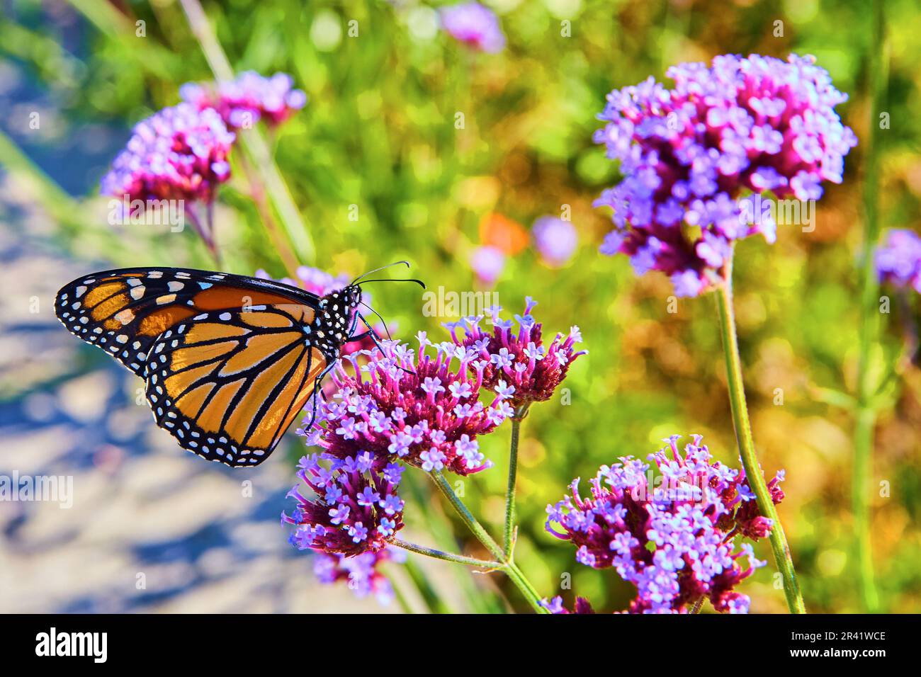 Monarch butterfly feeding and pollinating pink and purple flowers Stock ...