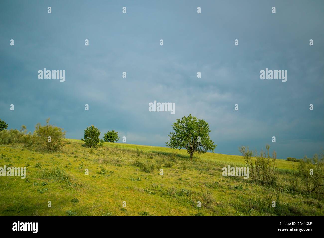 A beautiful landscape with a green young tree and bushes against an ...