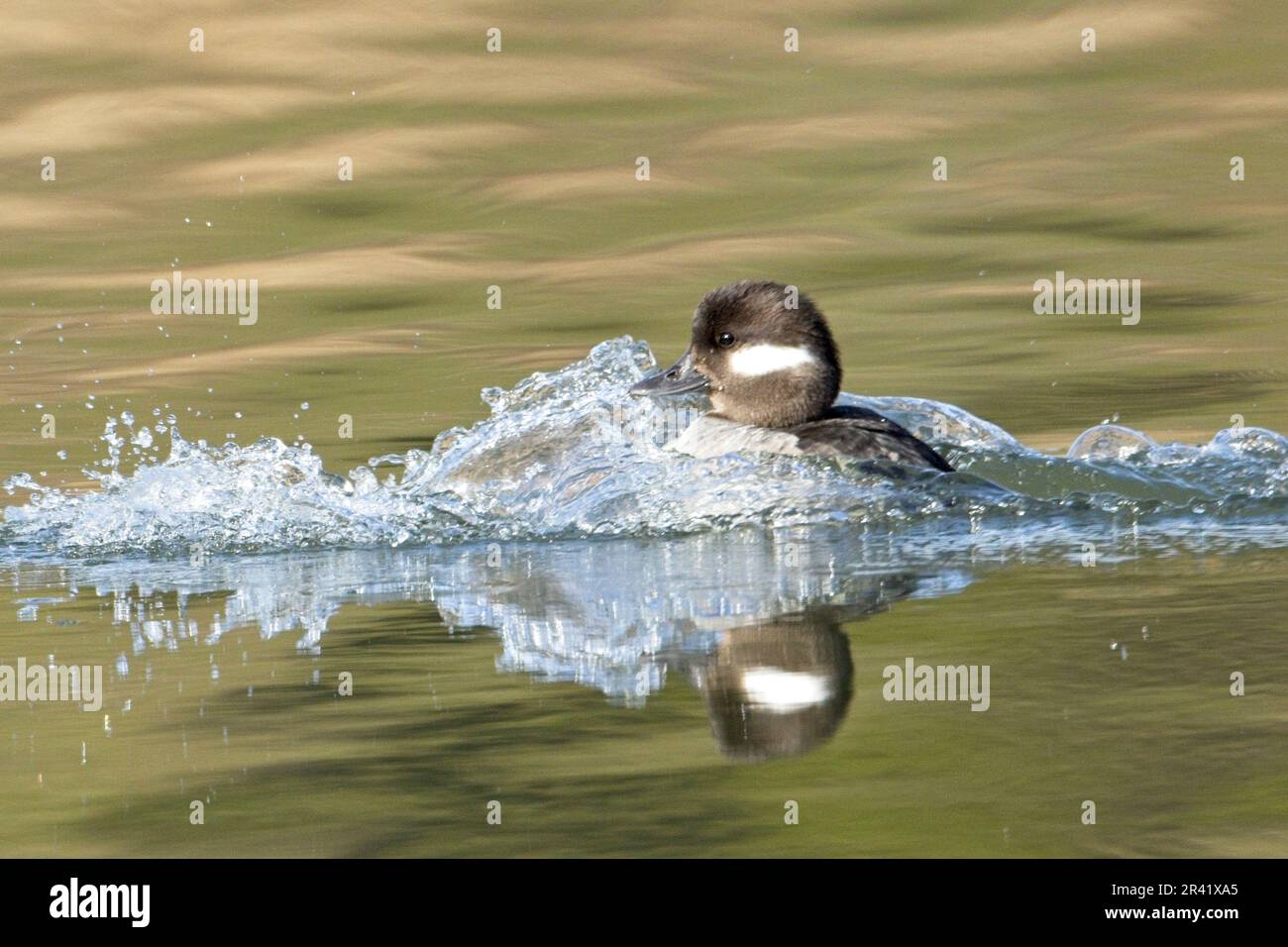Bufflehead Duck Baby