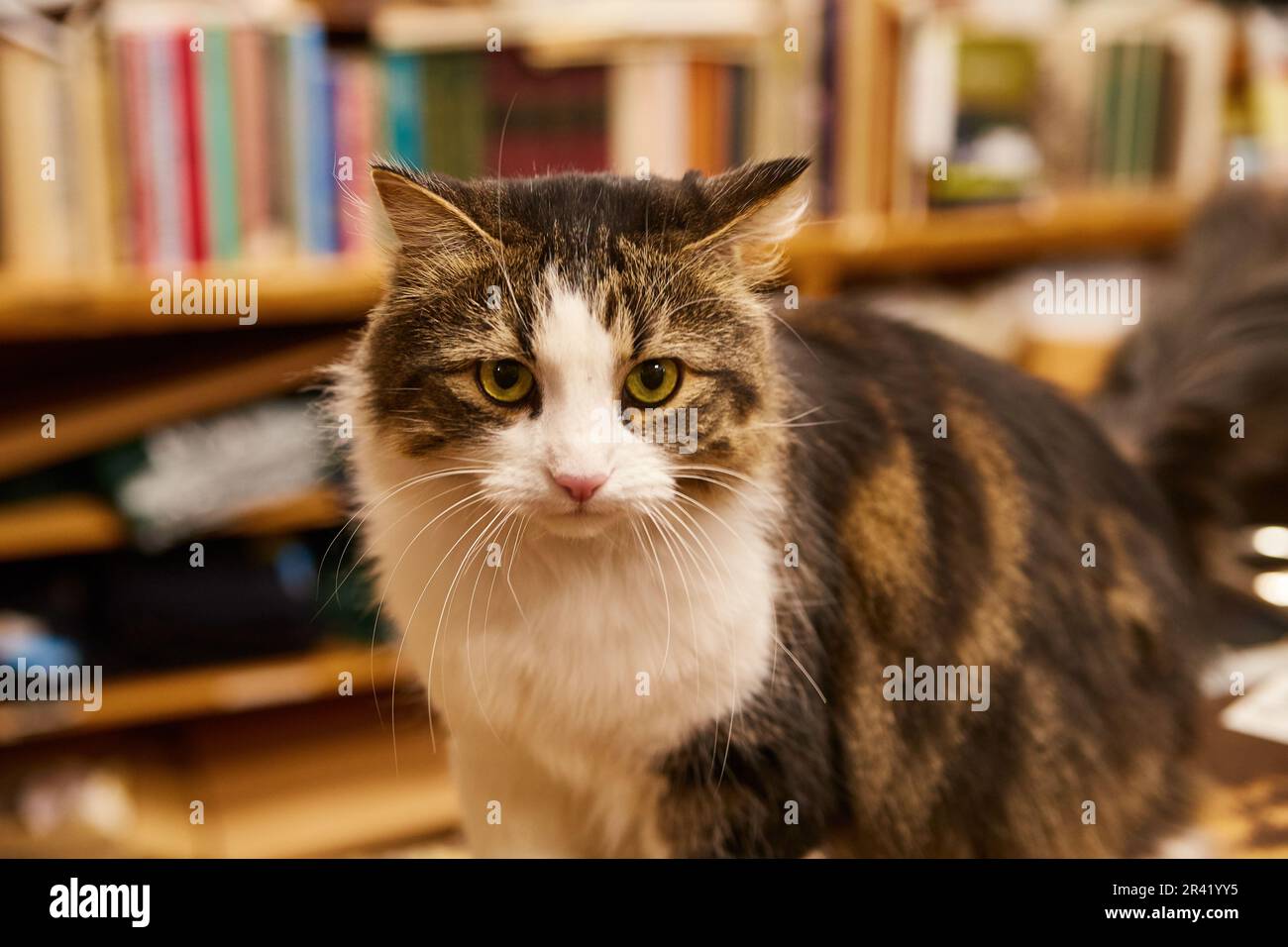 Bookstore cat hi-res stock photography and images - Alamy