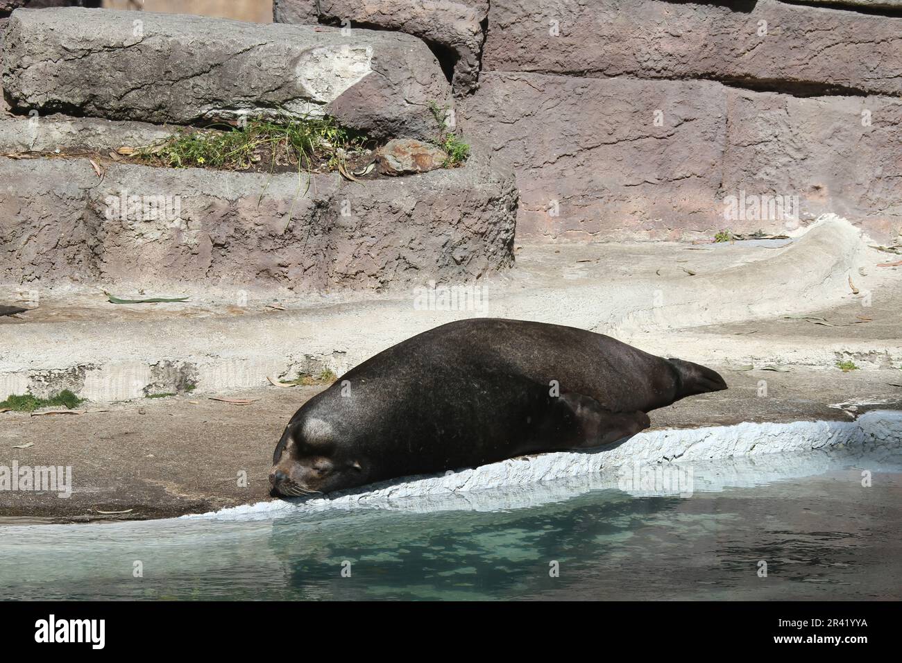 Animals and birds in San Francisco Zoo Stock Photo - Alamy