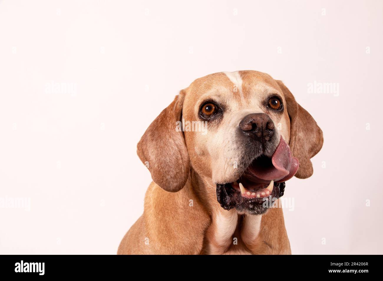 Portuguese Pointer dog with tongue out licking lips, close-up portrait ...